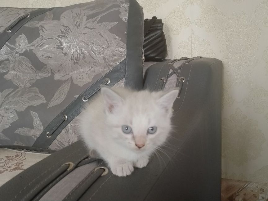Котята, полтора месяца
