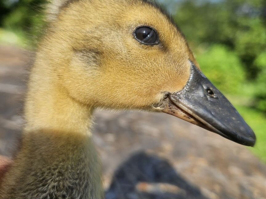 Утята хохлатые