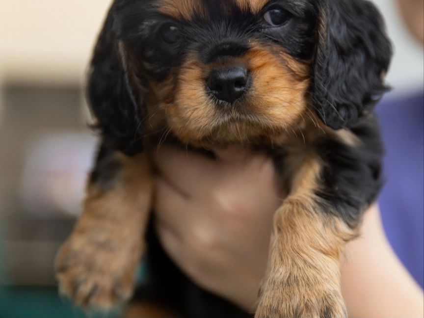 Малыши кавалеры