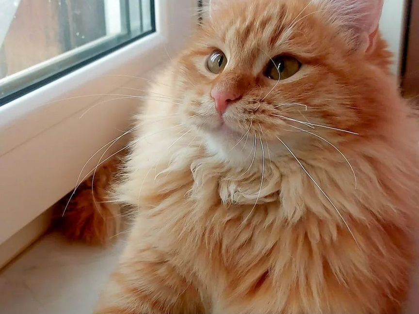 Рыжий пушистый кот из приюта