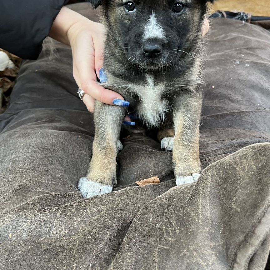 Щенки в дар