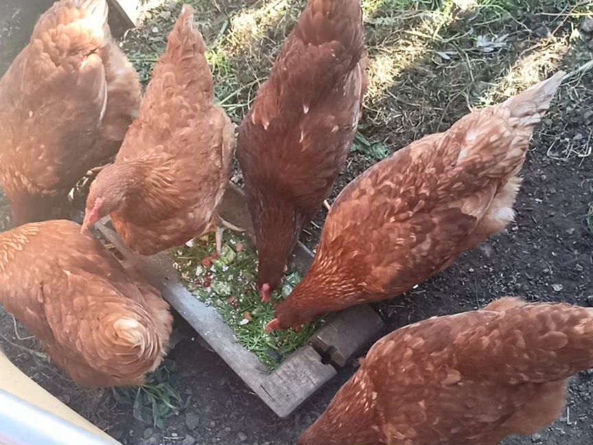 Куры молодки несушки