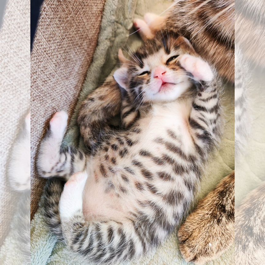 Котята в добрые руки