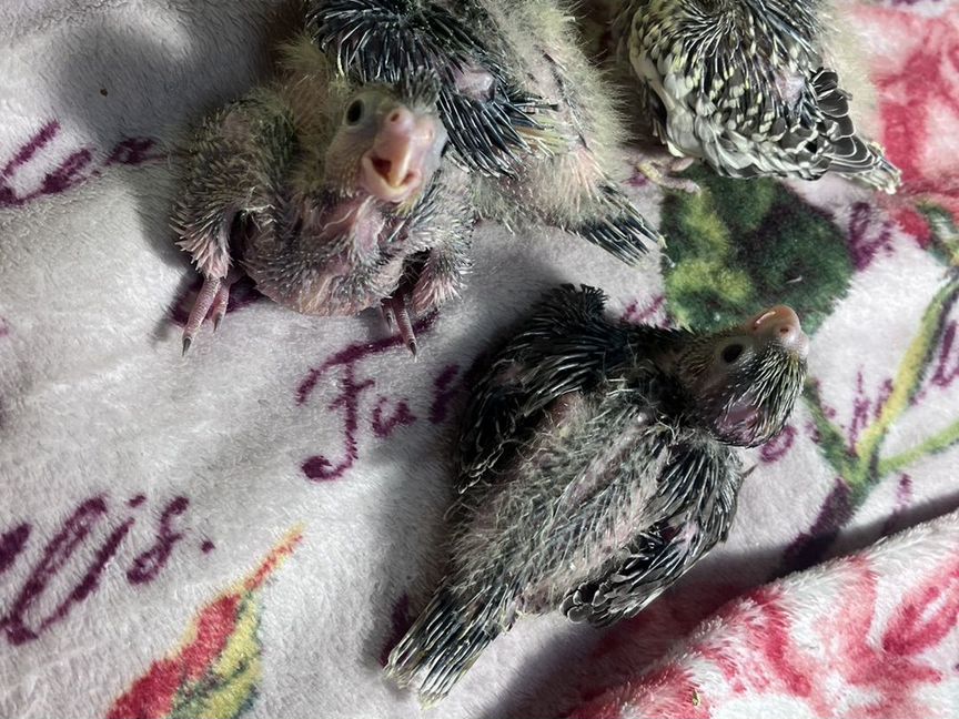 Птенцы попугая корелла