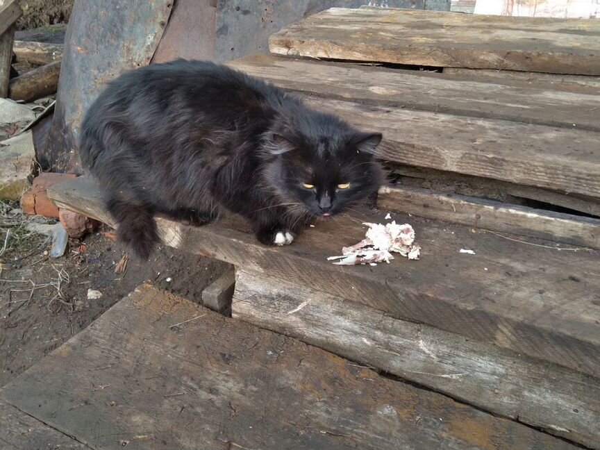 Кот