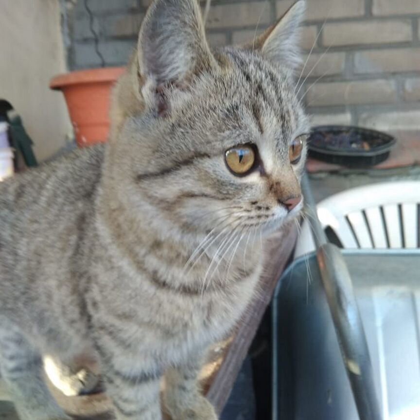 Отдам котенка в добрые руки