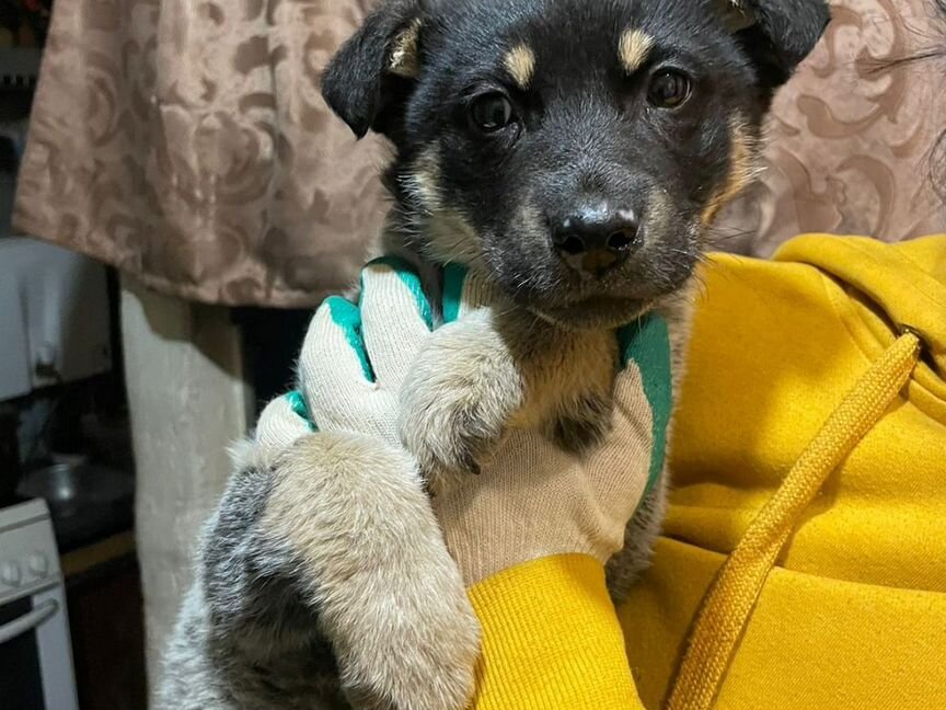 Щенок в добрые руки