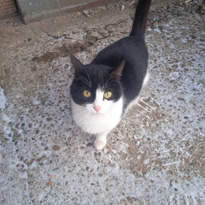 В добрые руки