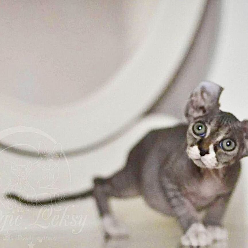 Канадский сфинкс котенок