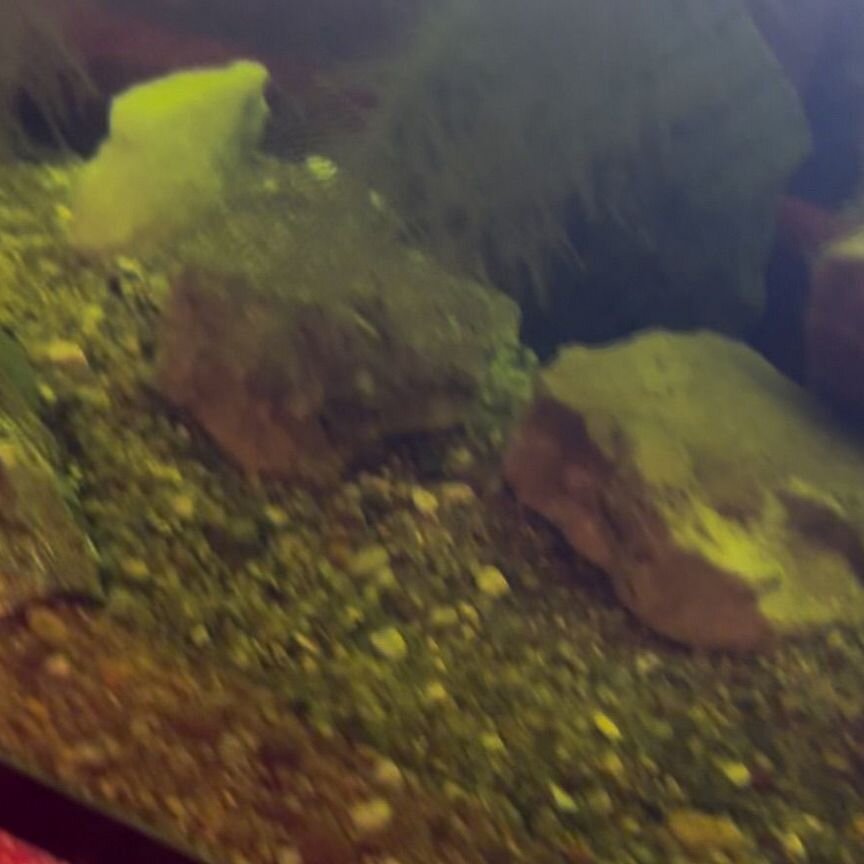 Аквариумные раки