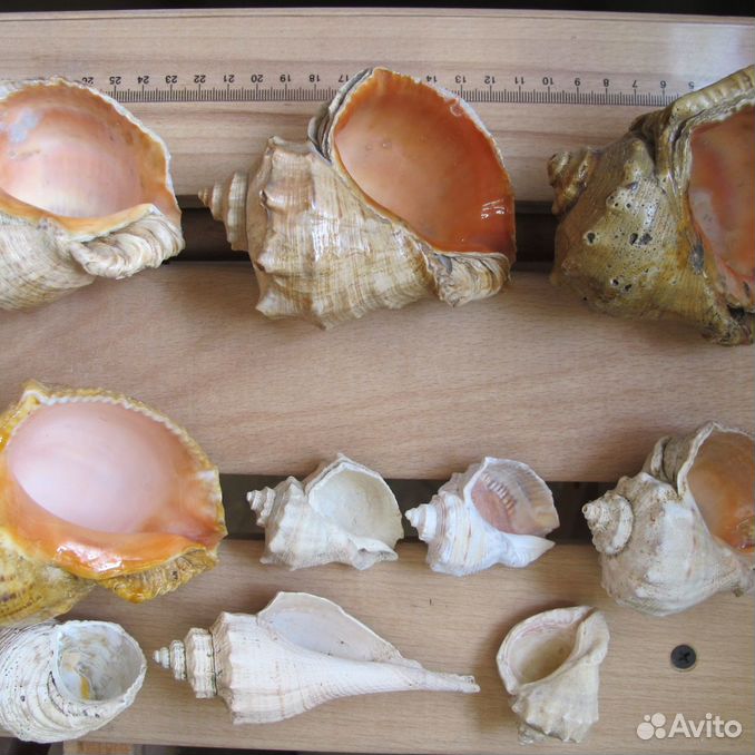 Набор ракушки рапаны