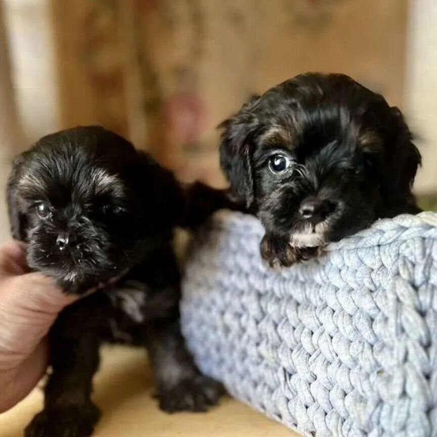 Мальтипу, щенок