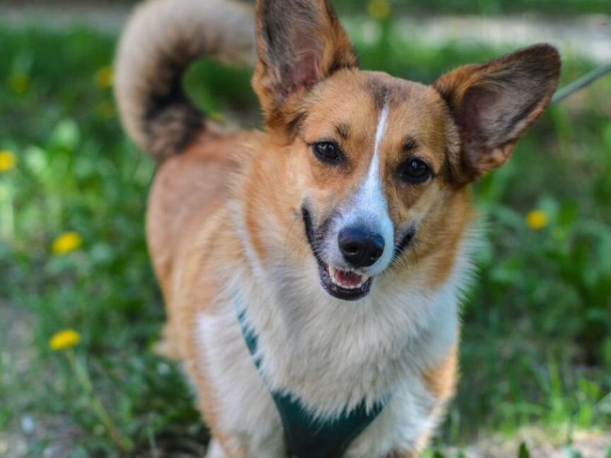 Помесь корги