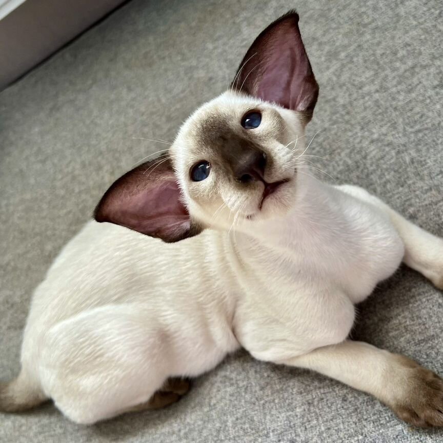 Ориентальный котенок (кот)