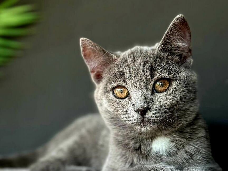 Котёнок