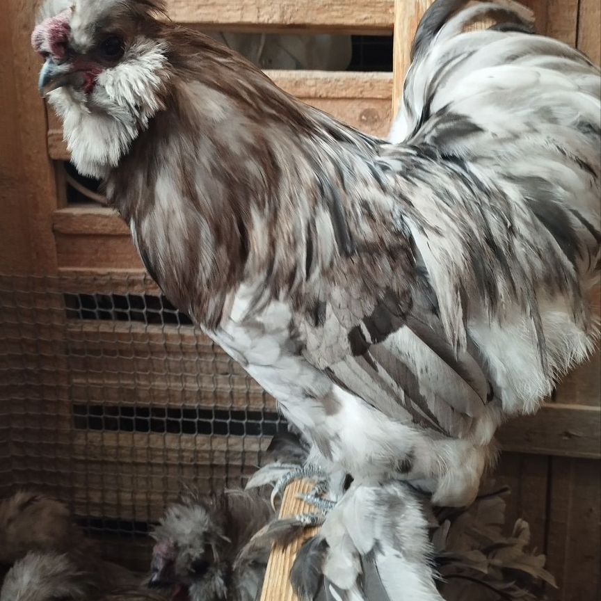 Продается семья