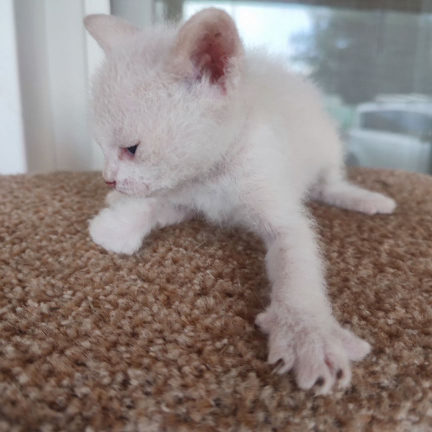 Котята браш