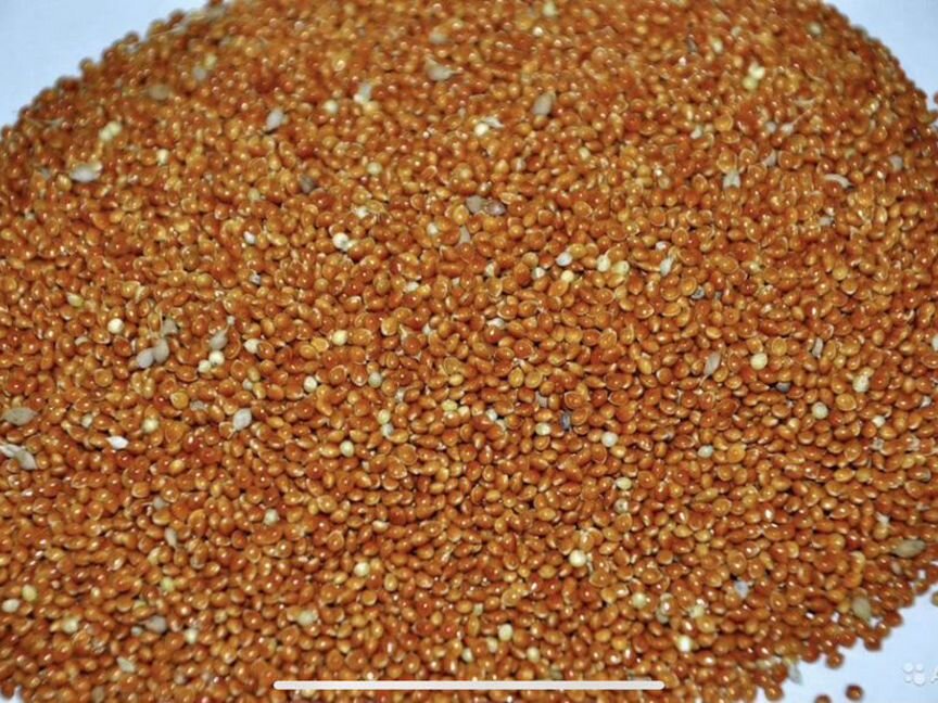 Просо красное