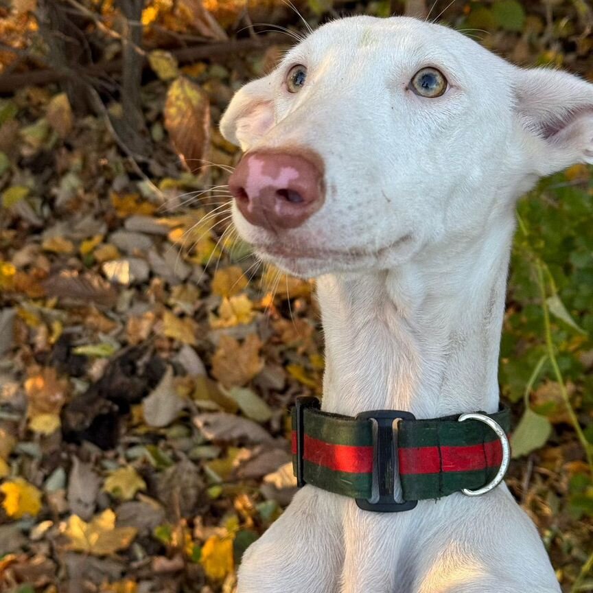 Поденко ибиценко