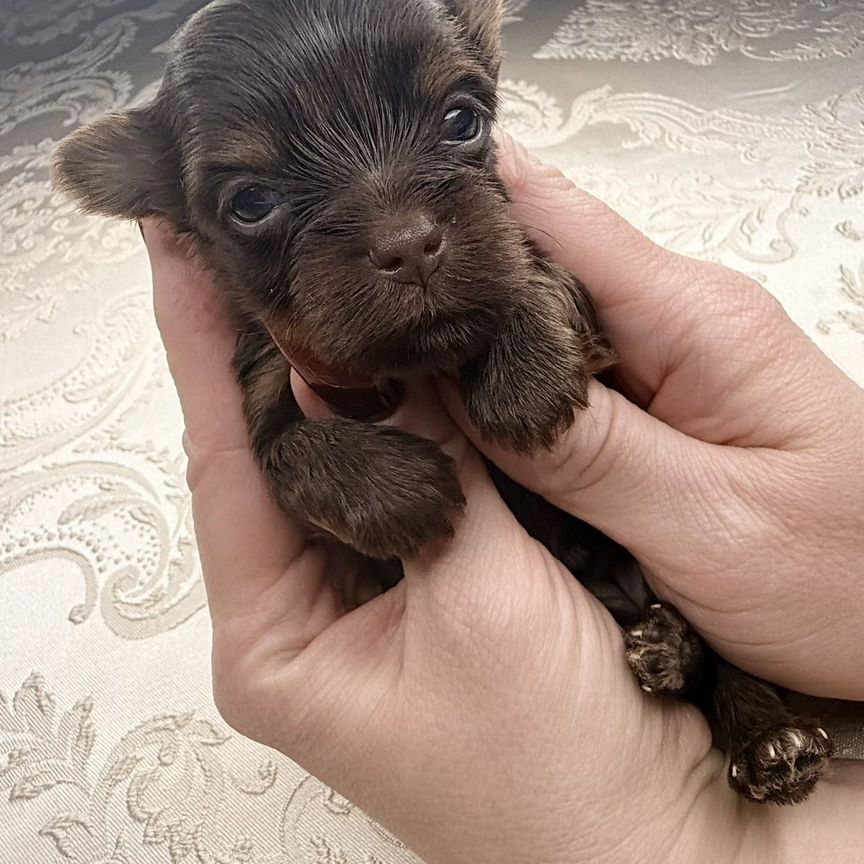 Йоркширский терьер, щенок