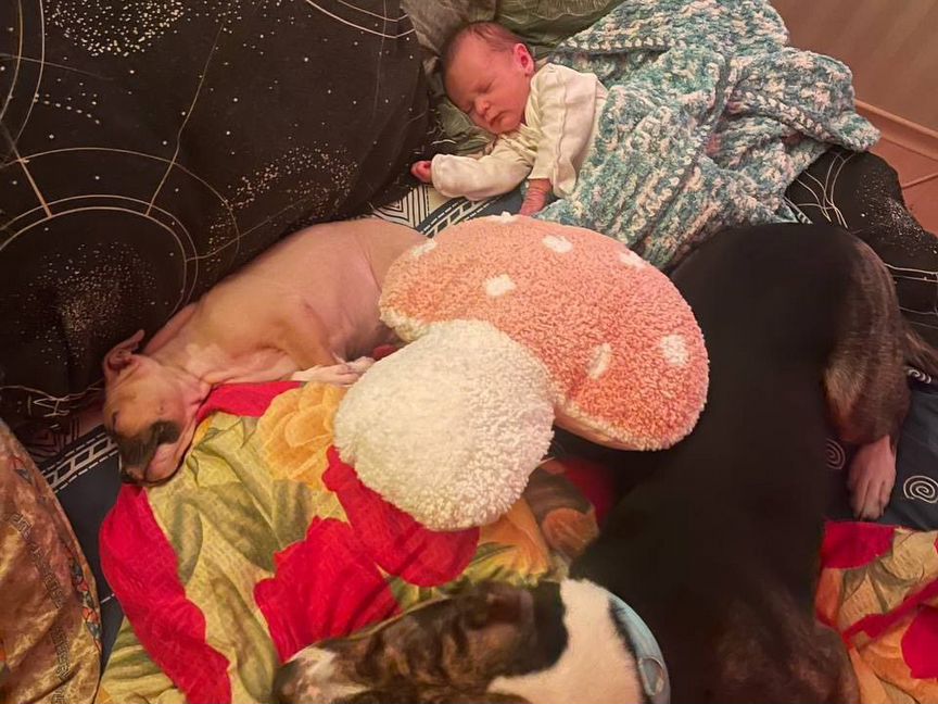 Щенки стаффорда