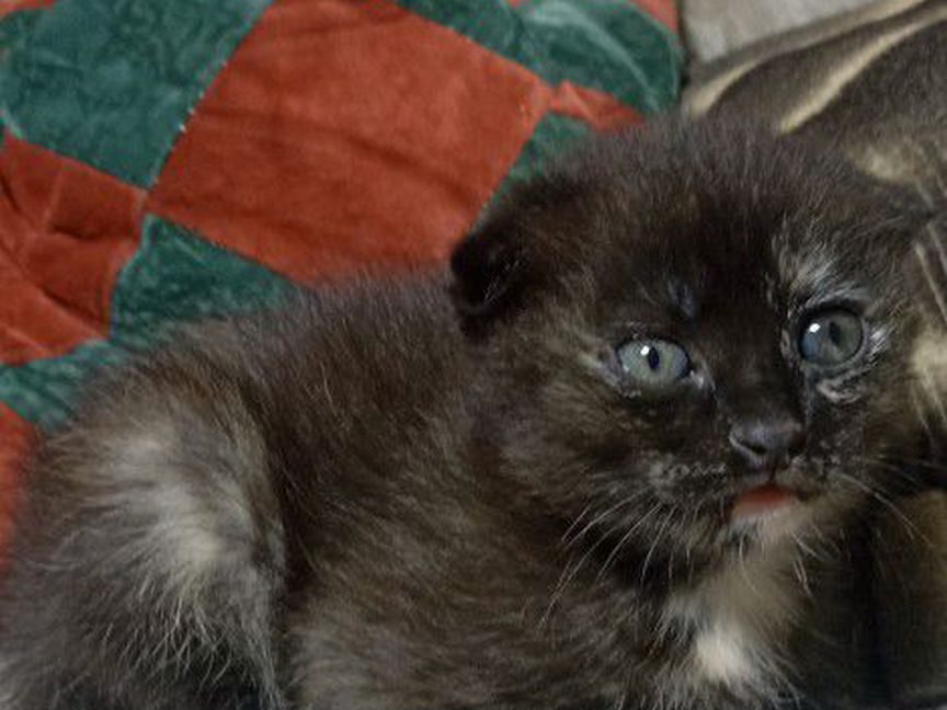 Кошка
