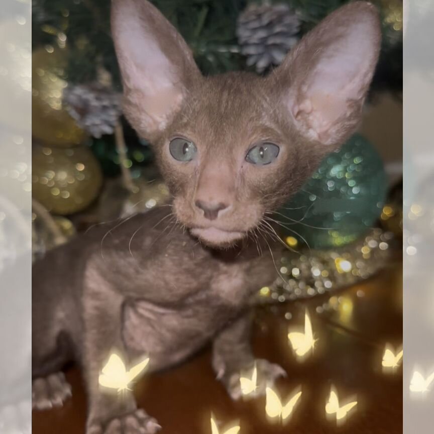 Петерболд котёнок