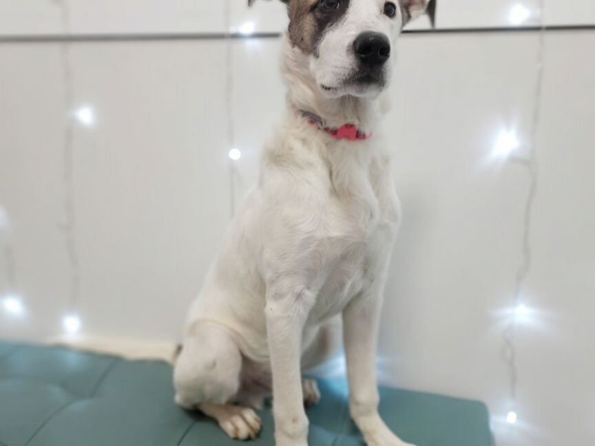 В добрые руки молоденький Бруно