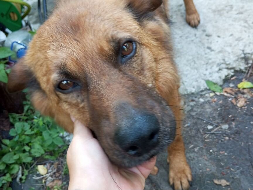 Собака в добрые руки