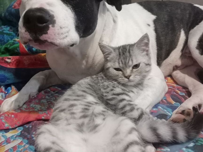 Ищу сучку для свидение