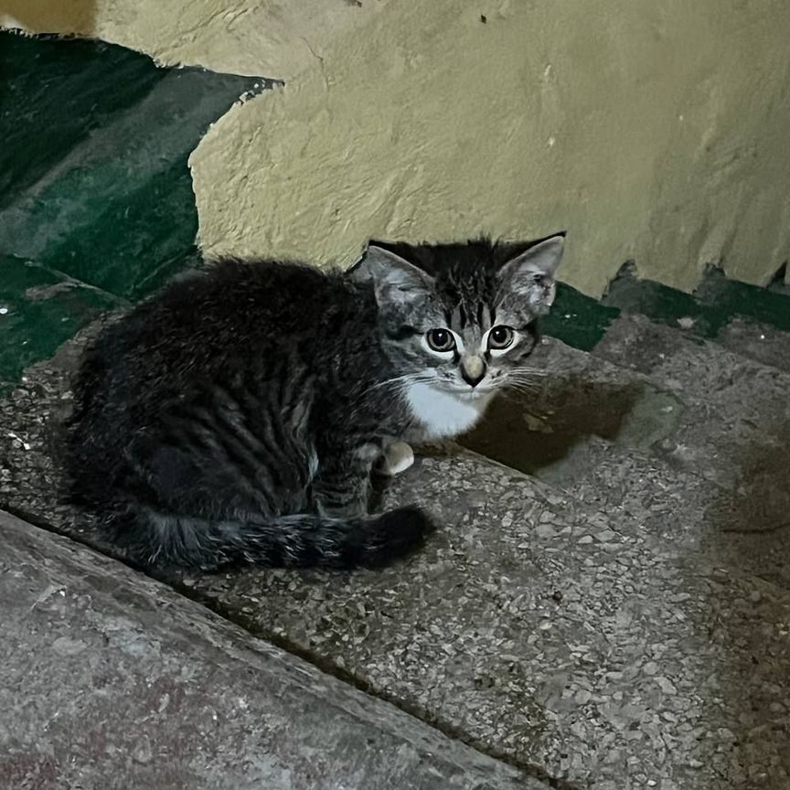 Котенок в добрые руки