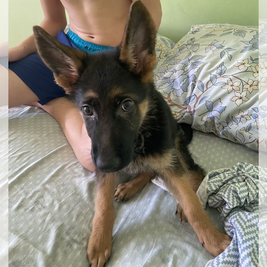 Немецкая овчарка, щенок