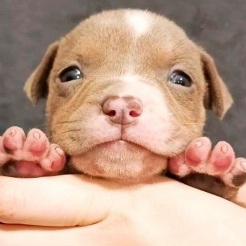 Аммериканский булли