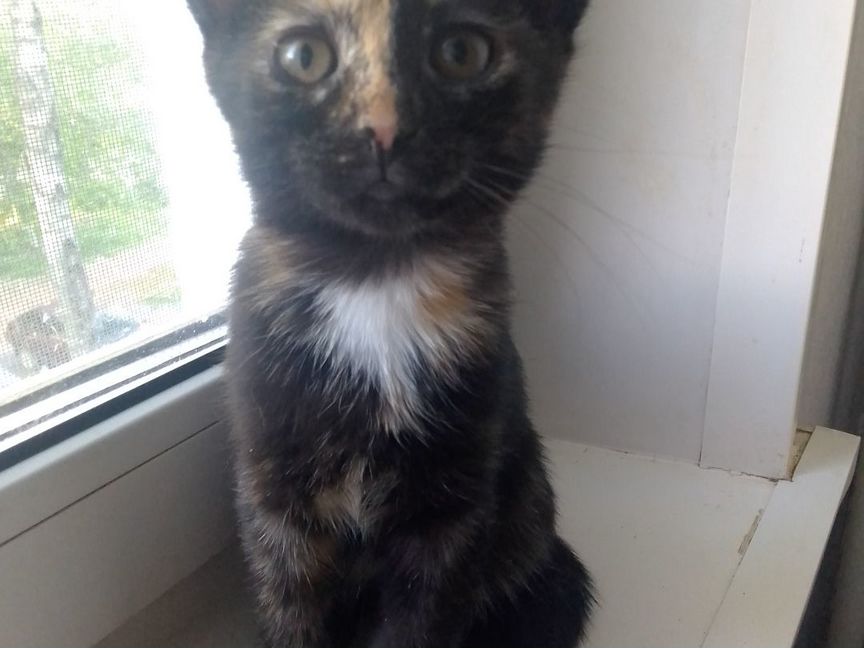 Умная кошечка с необычной окраской (15.03.2024)