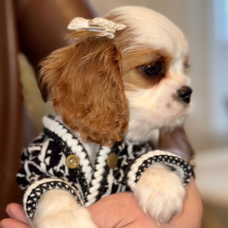 Кавалер кинг-чарльз-спаниель, щенок