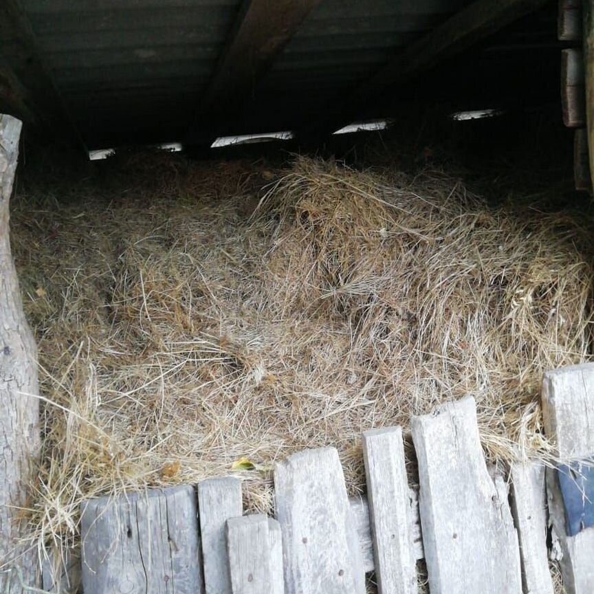 Продам сено