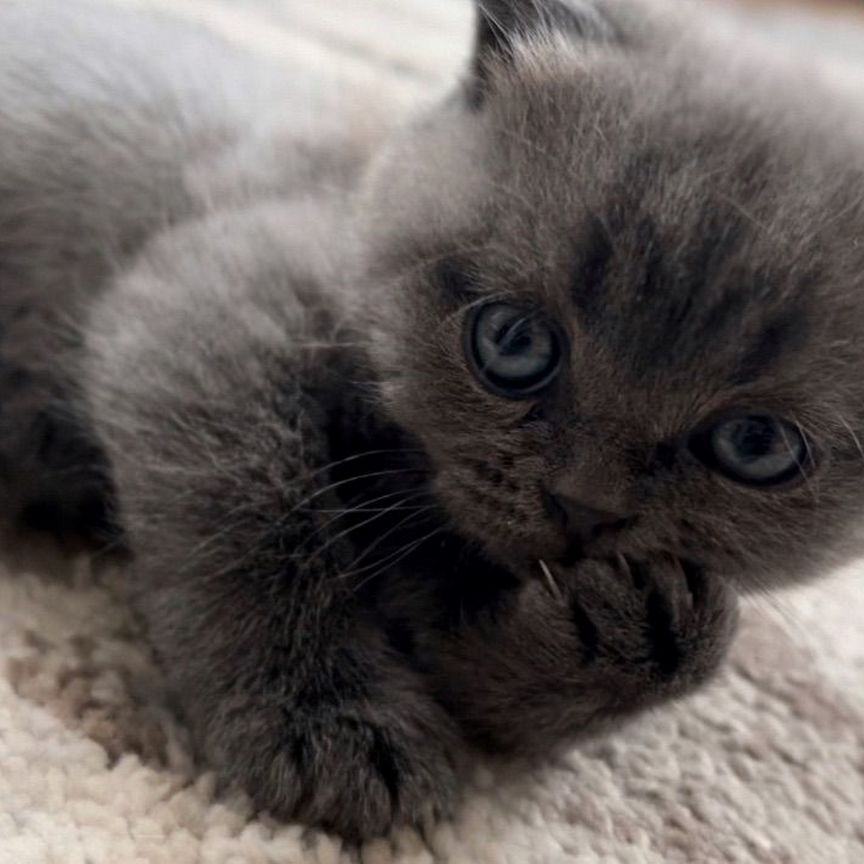 Шотландские котята