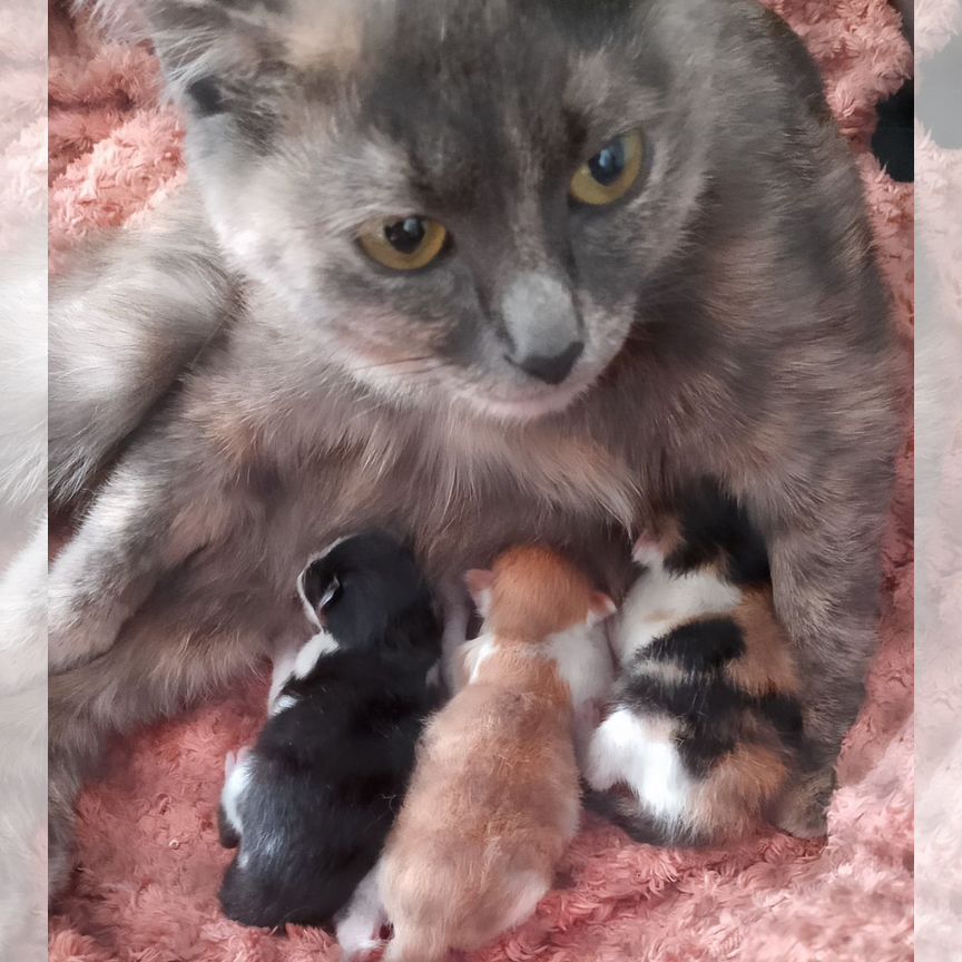 Котёнок в добрые руки