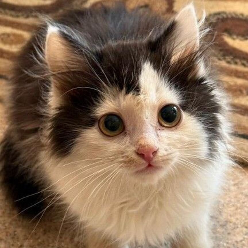 Котёнок малыш на улице