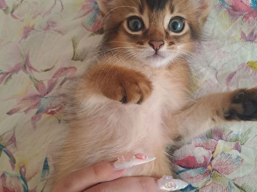 Абиссинские котята