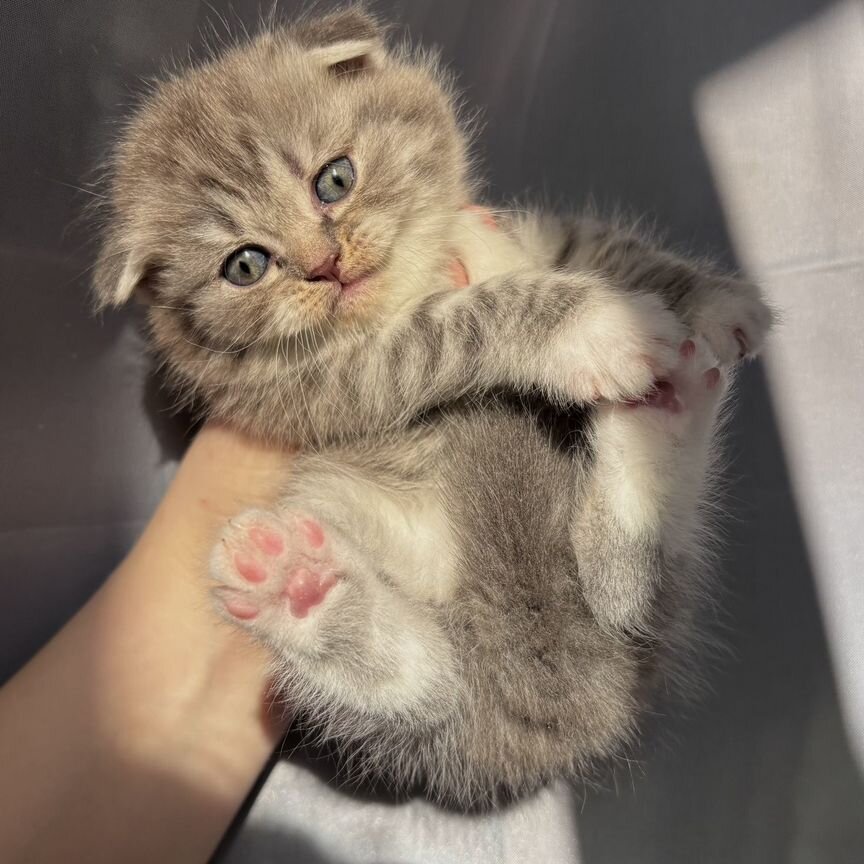 Шотландский вислоухий короткошёрстный котёнок