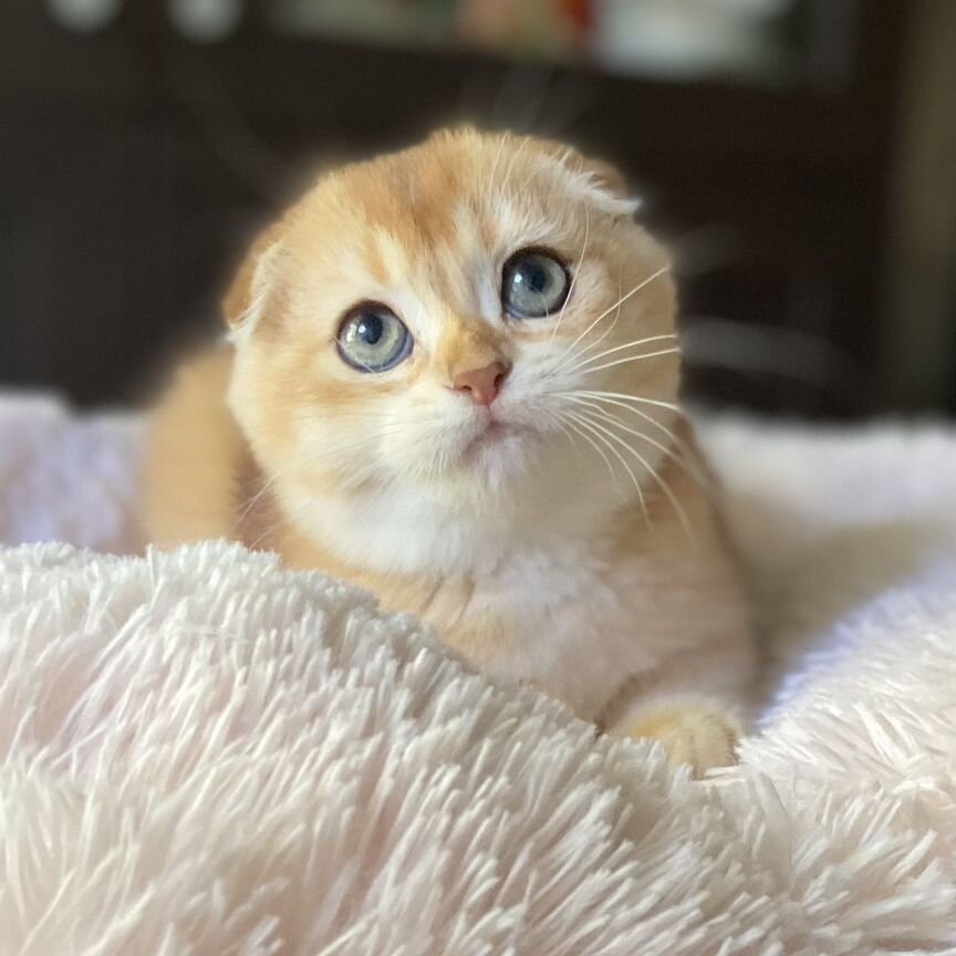 Шотландский котик ny 12
