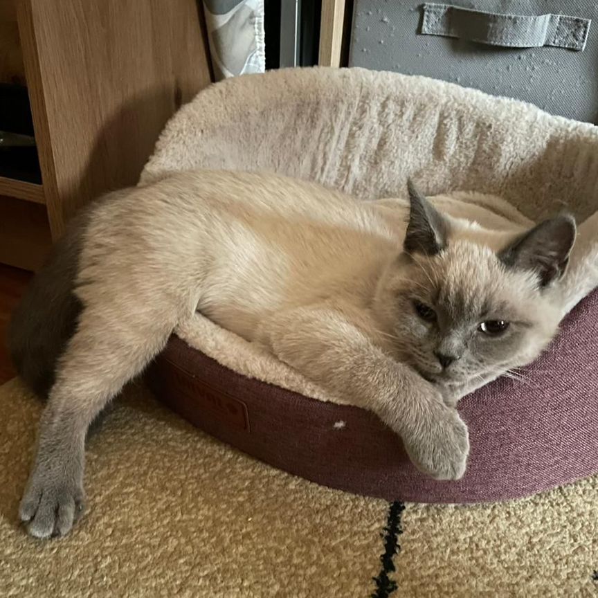 Отдам в добрые руки кошечку