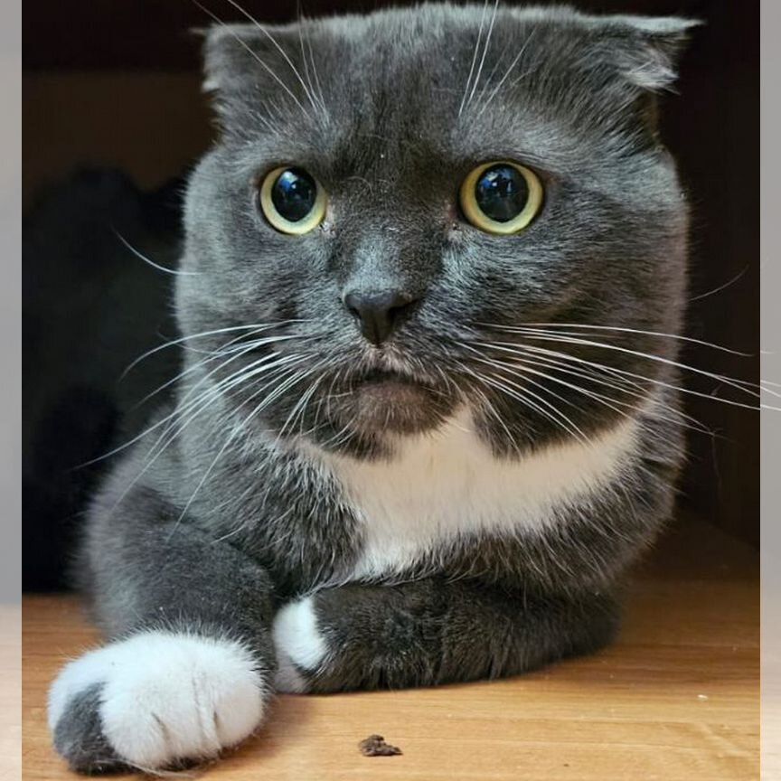 Взрослый кот в добрые руки