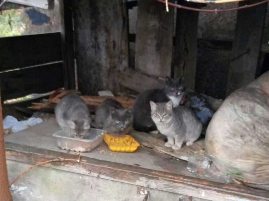 Котята в добрые руки