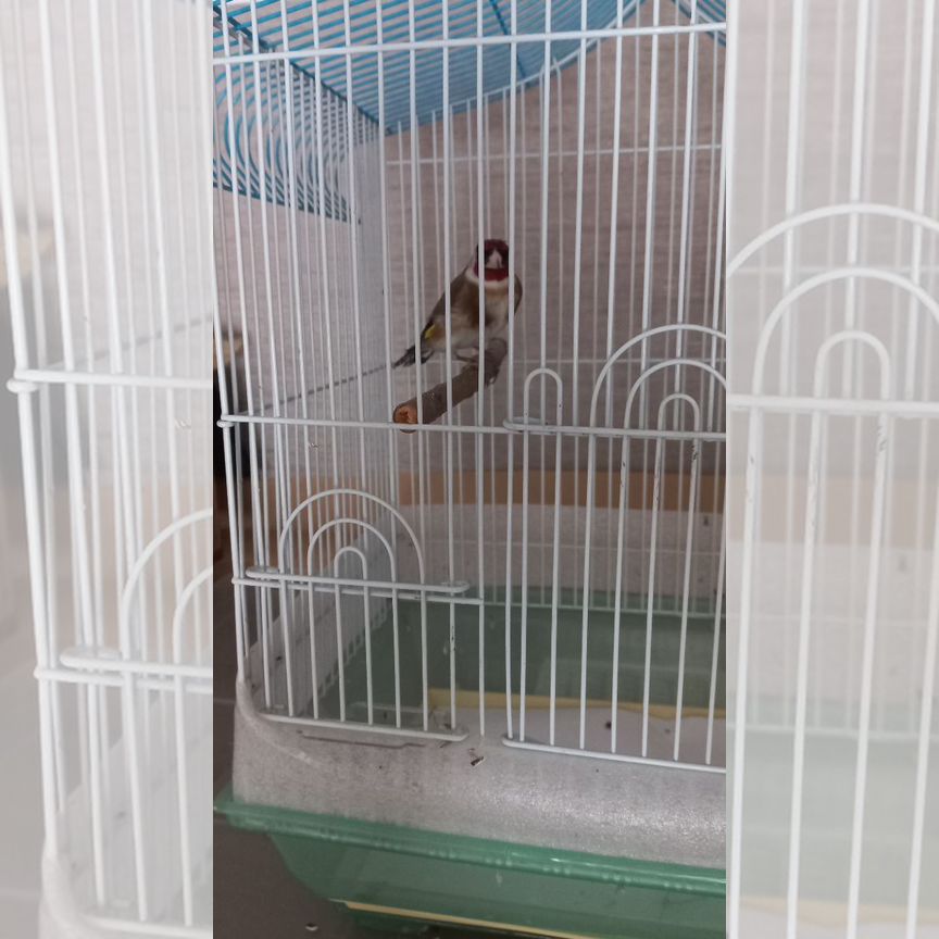 Щегол с клеткой