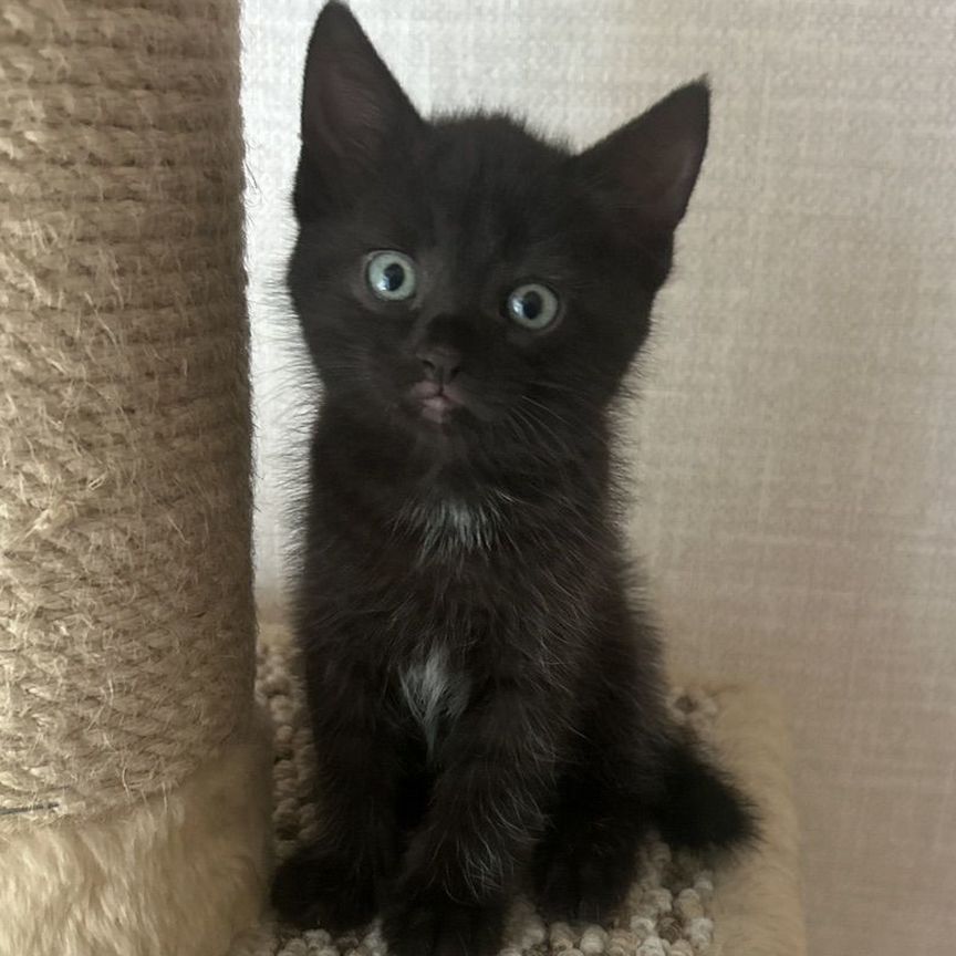 Котята