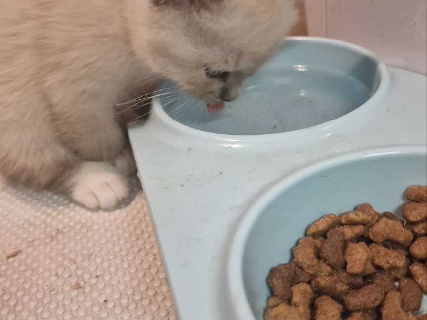 Уникальный бело-дымчатый котенок