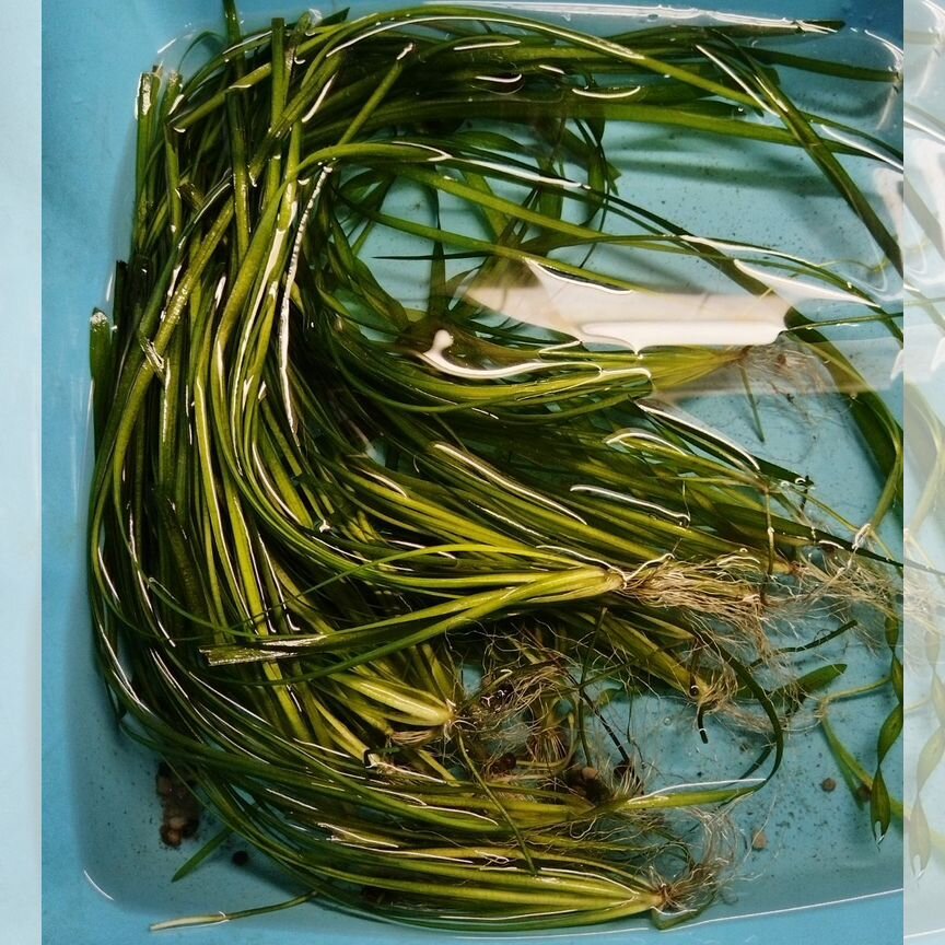 Растение в аквариумное