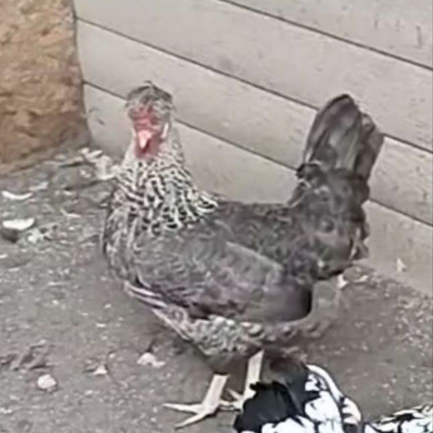 Куры легбар